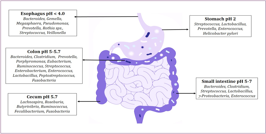 Effects of Ultra-Processed Food on Human Gut Microbiota